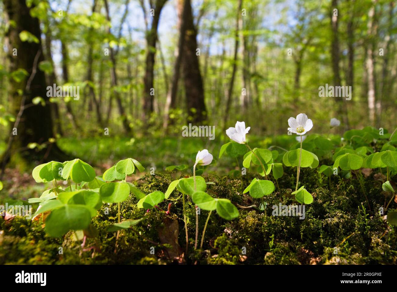 Common Wood sorrel in deciduous forest, Upper Bavaria, Germany Stock ...