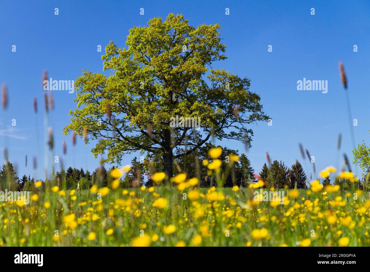Oak blossom flower hi-res stock photography and images - Alamy