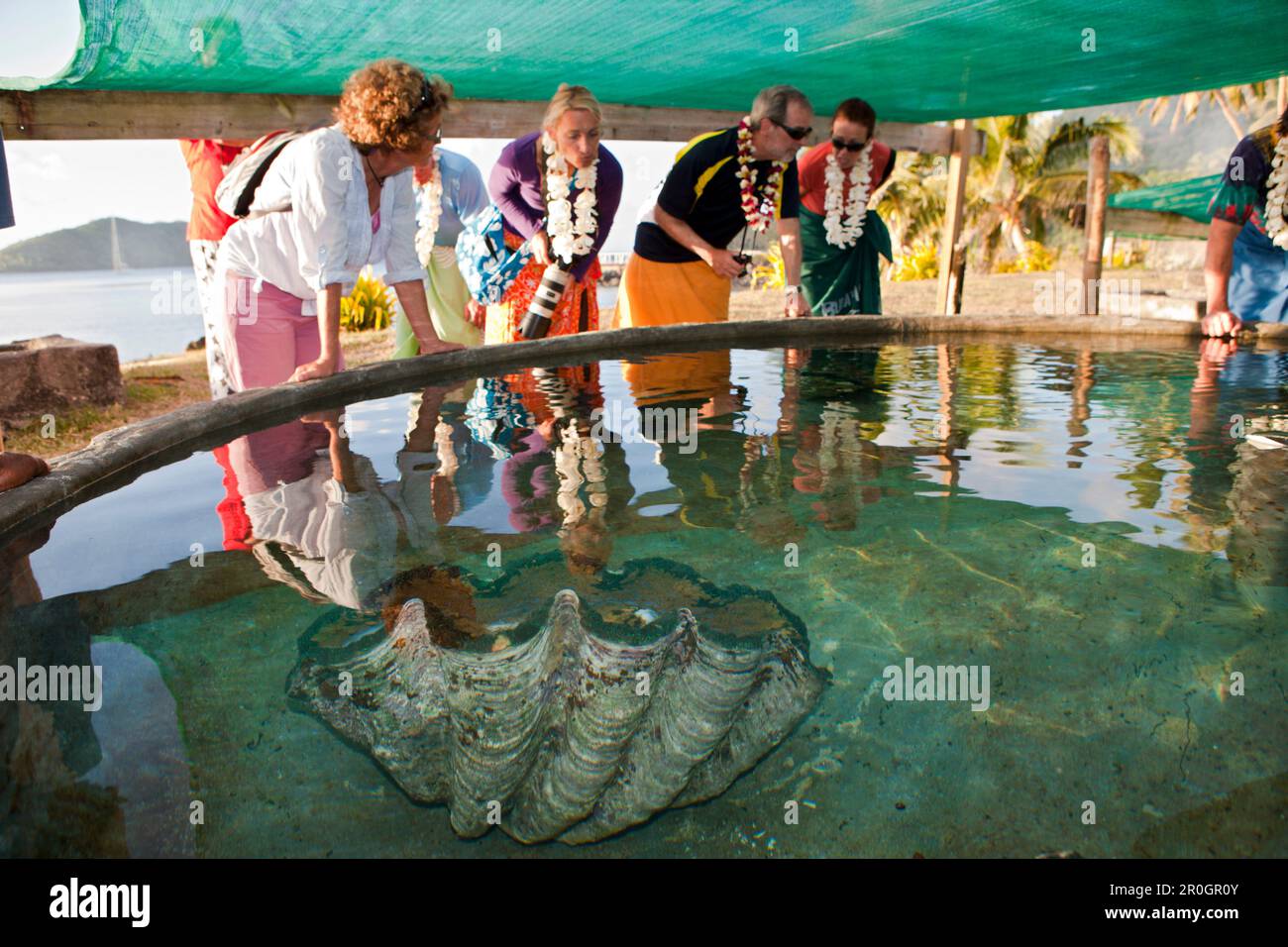 Giant Clam Farm, Tridacna gigas, Makogai, Lomaviti, Fiji Stock Photo ...