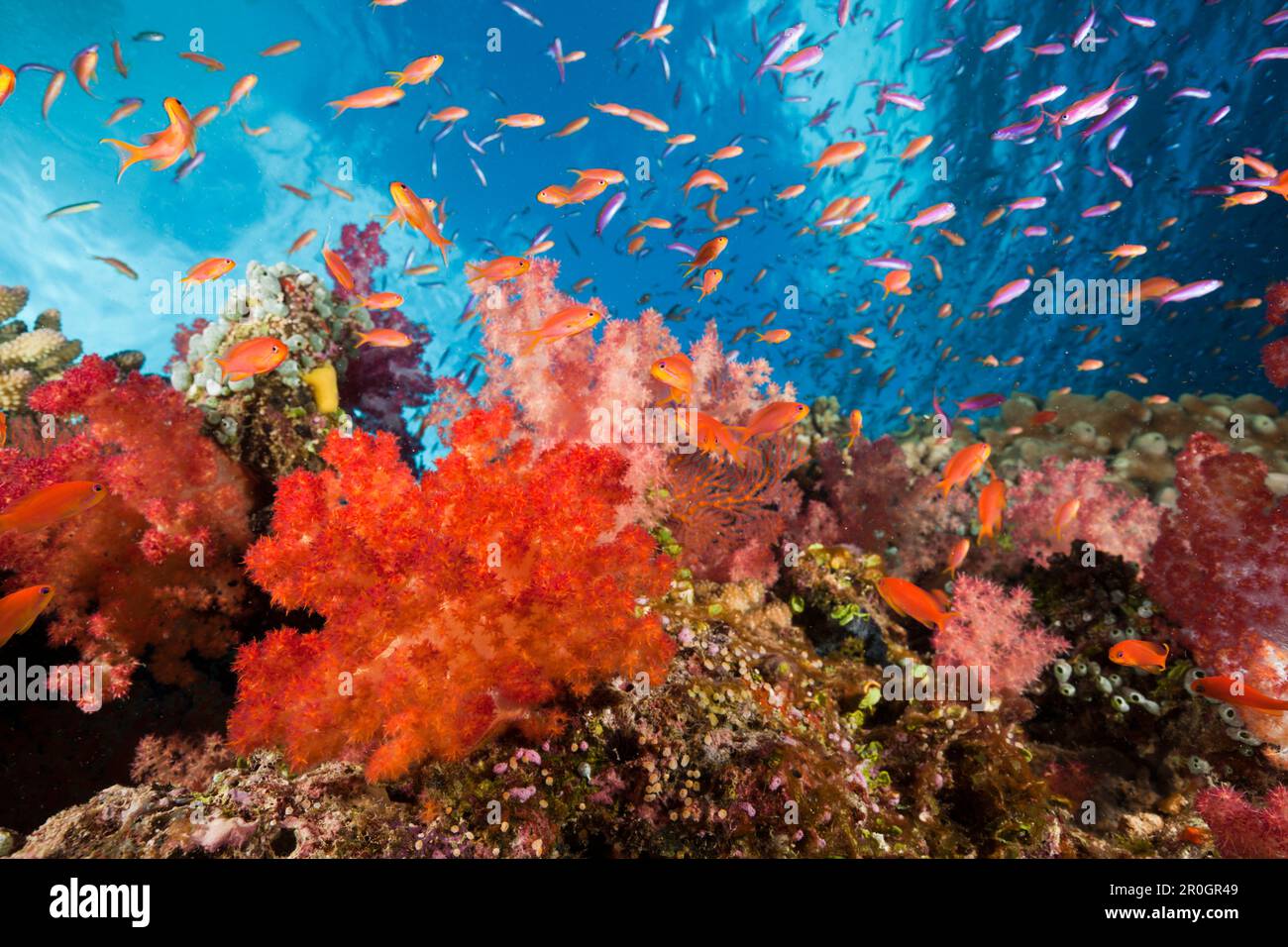 Colorful Coral Reef, Makogai, Lomaviti, Fiji Stock Photo - Alamy