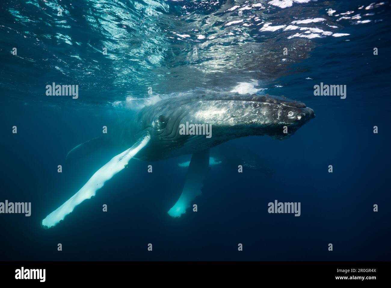 Humpback Whale, Megaptera novaeangliae, Samana Peninsula, Dominican ...