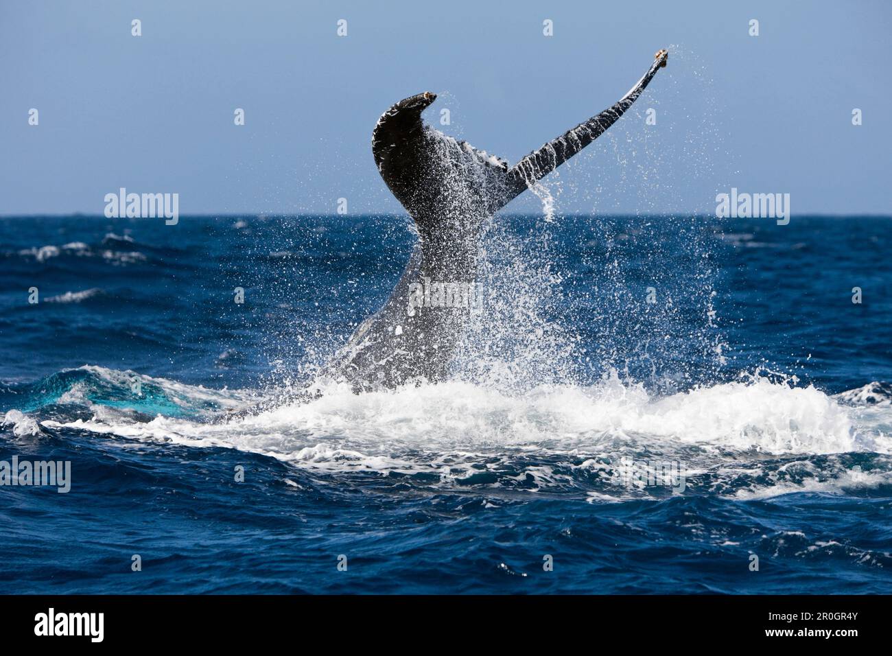 Tail Fin of Humpback Whale, Megaptera novaeangliae, Samana Peninsula ...