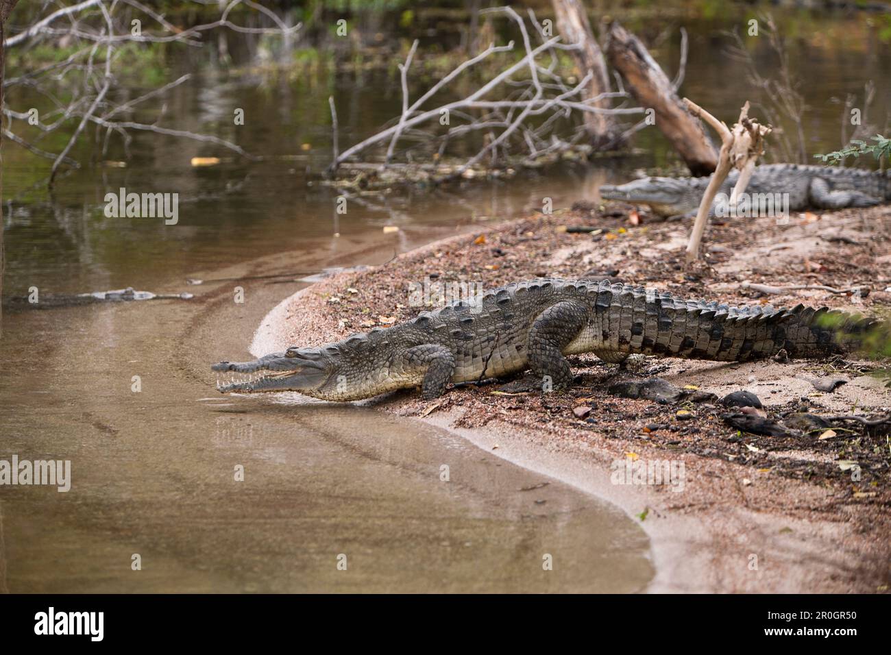 American Crocodile at Saltlake Lago Enriquillo, Crocodylus acutus, Isla ...