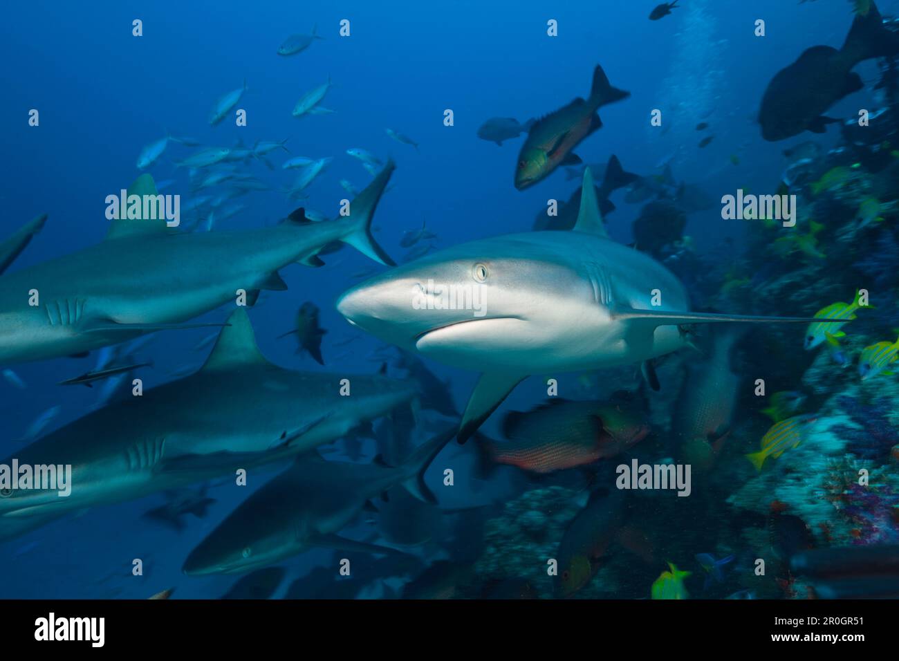 Grey Reef Sharks, Carcharhinus amblyrhynchos, Nagali, Fiji Stock Photo ...