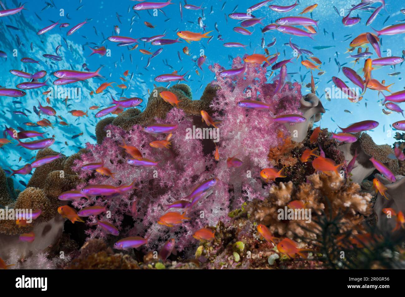 Colorful Coral Reef, Namena Marine Reserve, Fiji Stock Photo - Alamy