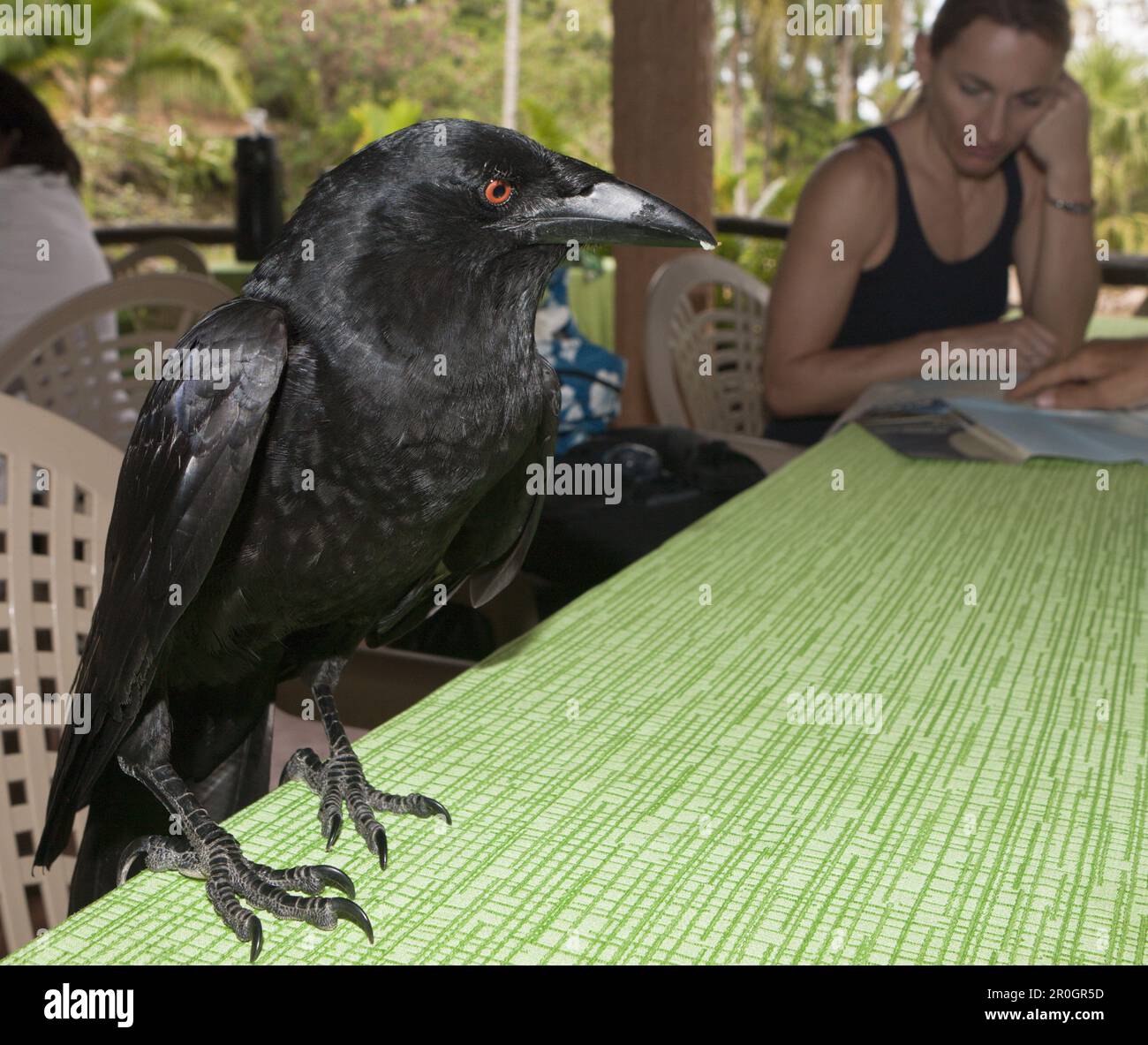 Crow pilfers in popular restaurant, Corvus sp., Los Haitises National ...