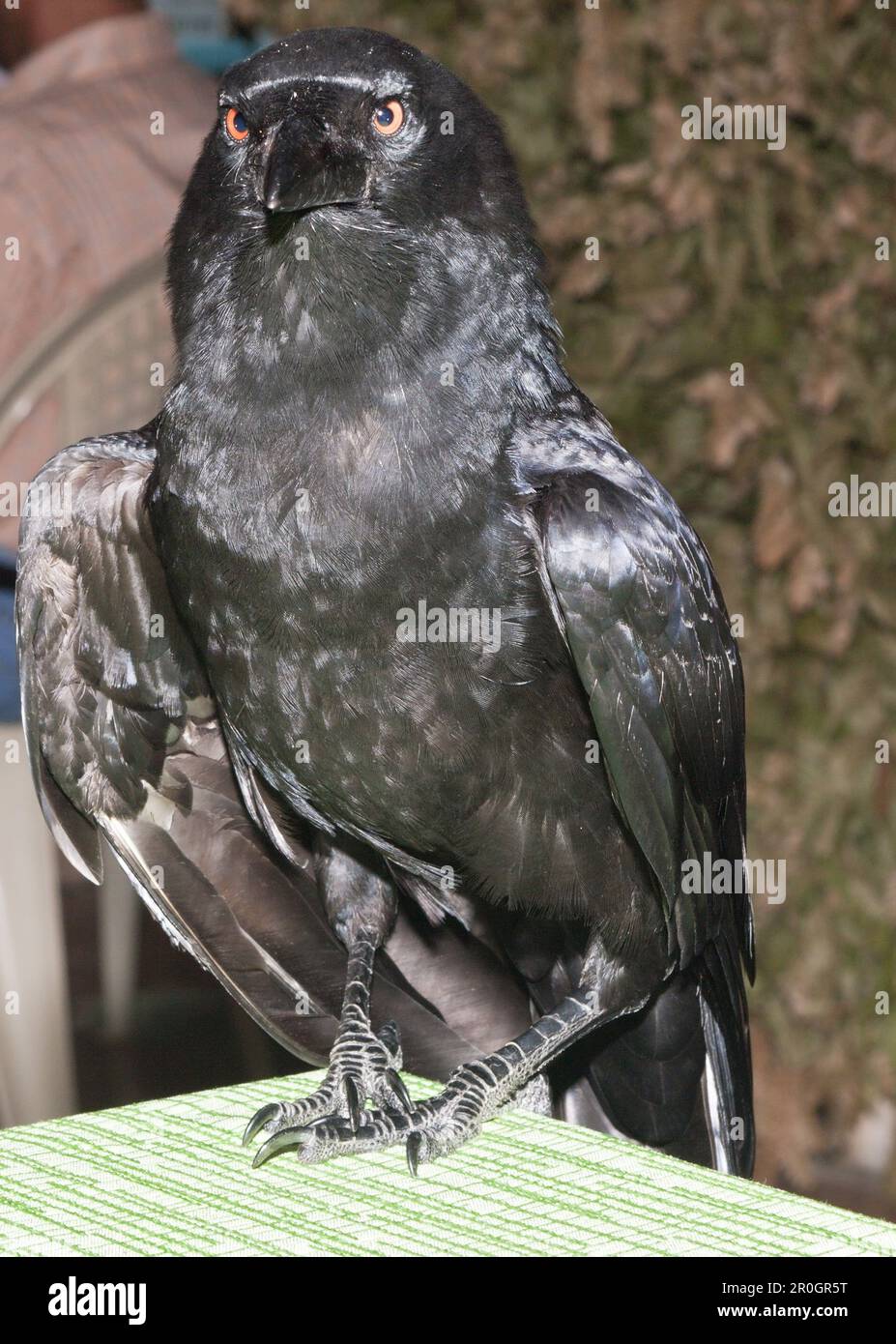 Crow pilfers in popular restaurant, Corvus sp., Los Haitises National ...