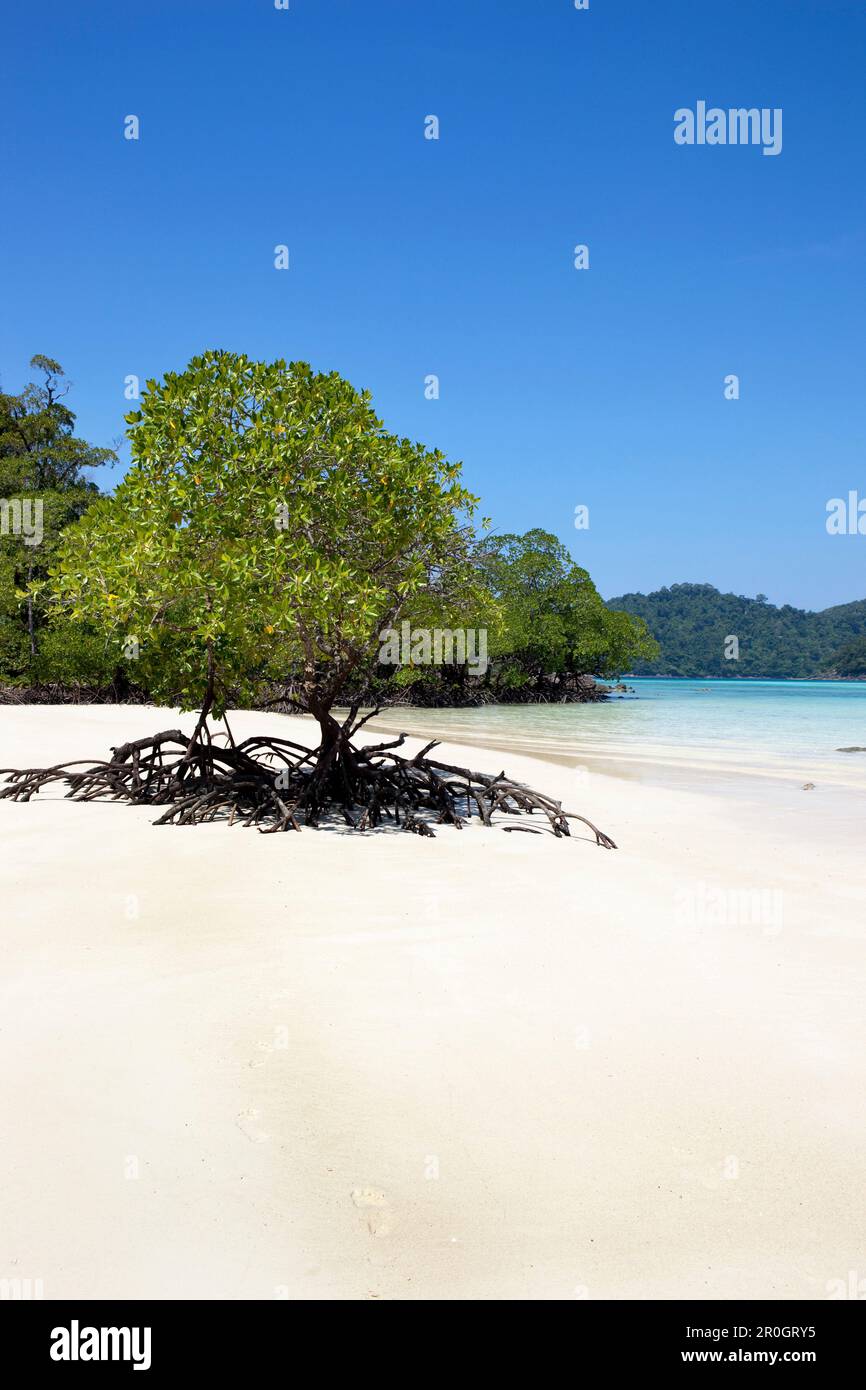 Mangroves at Hat Mai Ngam Beach, Surin Island Maritim National Park ...