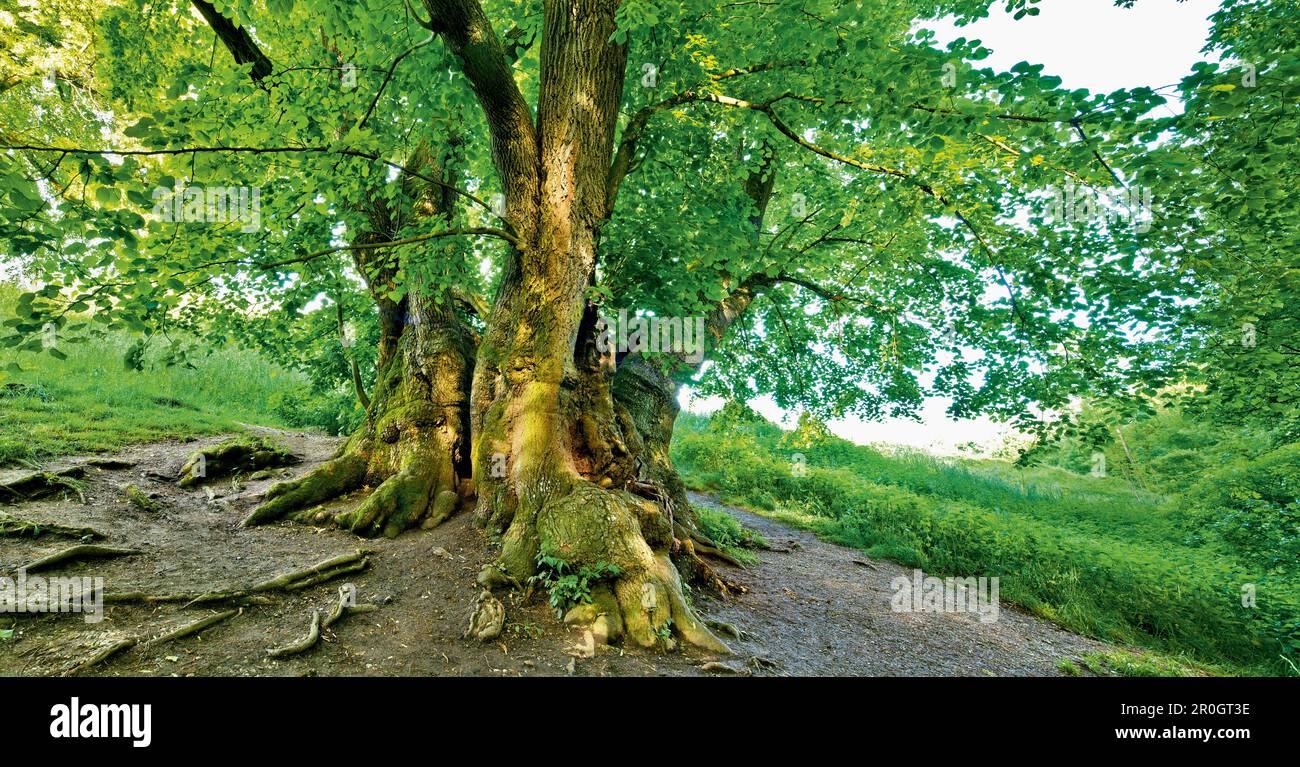 Tassilo lime tree, Wessobrunn, Upper Bavaria, Germany Stock Photo - Alamy