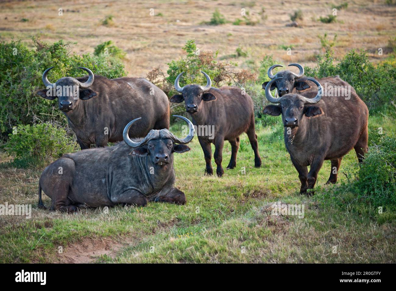 Group of buffalos, Gorah Elephant Camp, Addo Elephant National Park ...