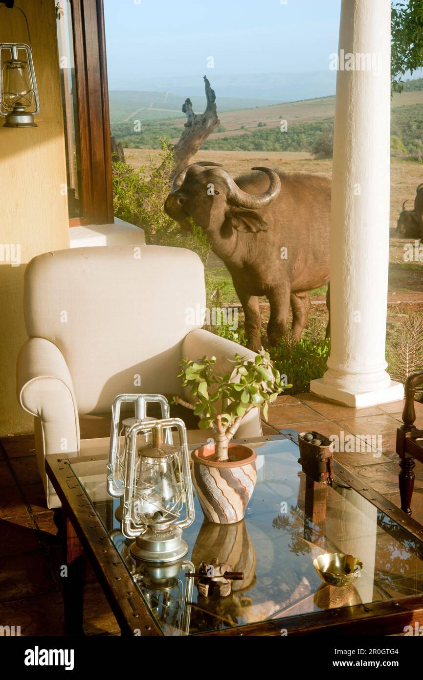 Buffalo at the mainhouse Gorah Elephant Camp, Addo Elephant National ...