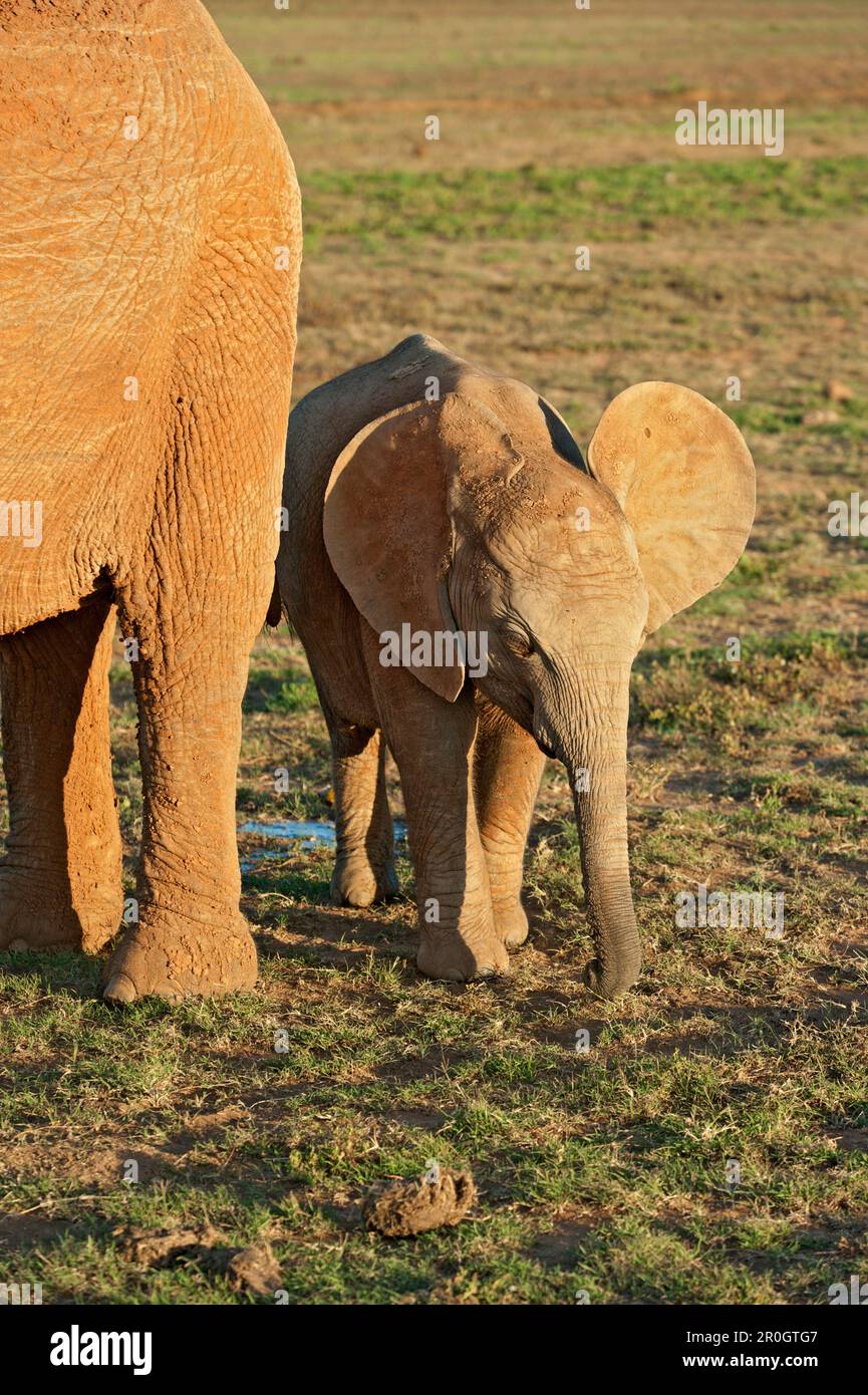Elephant with cub, Addo Elephant National Park, Eastern Cape, South ...