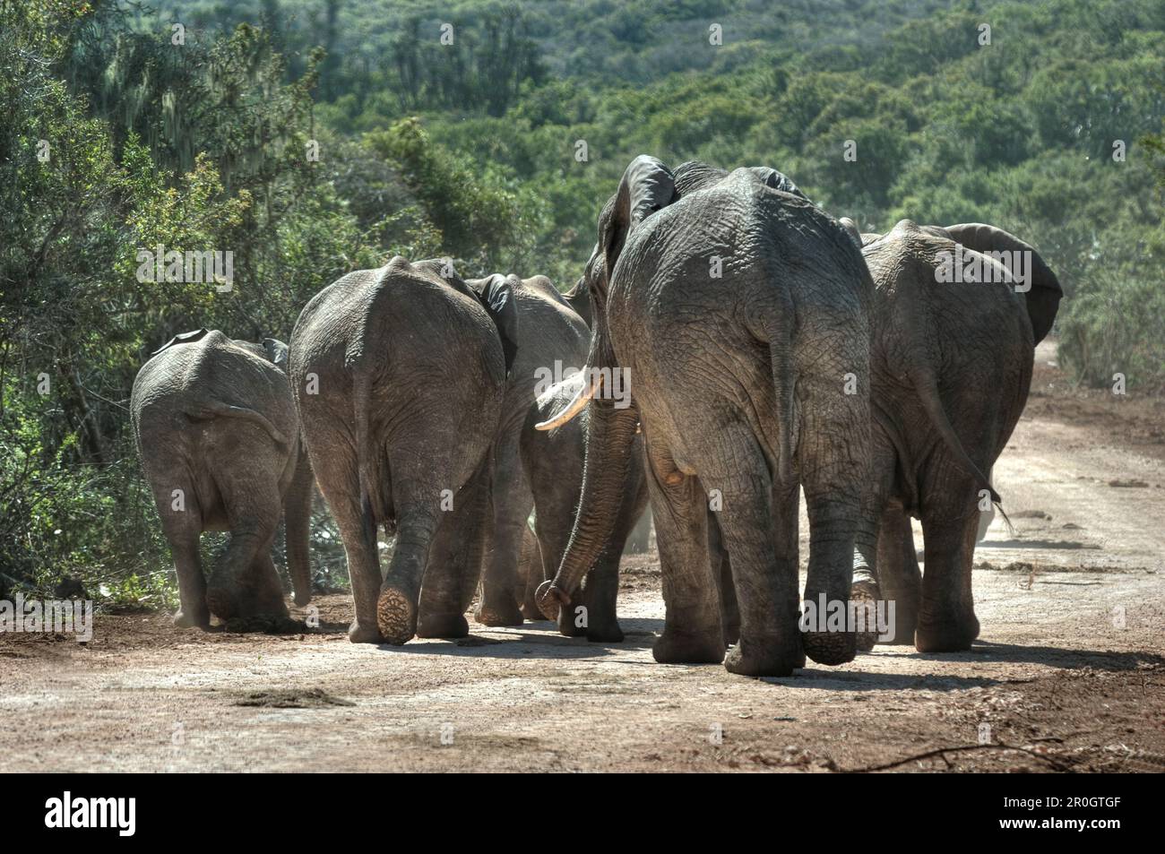Group of elephants on the road, Addo Elephant National Park, Eastern ...