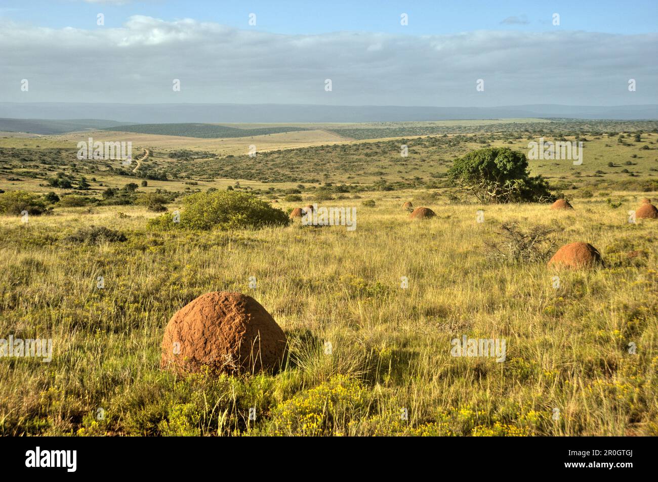 Landscape at Addo Elephant National Park, Eastern Cape, South Africa ...