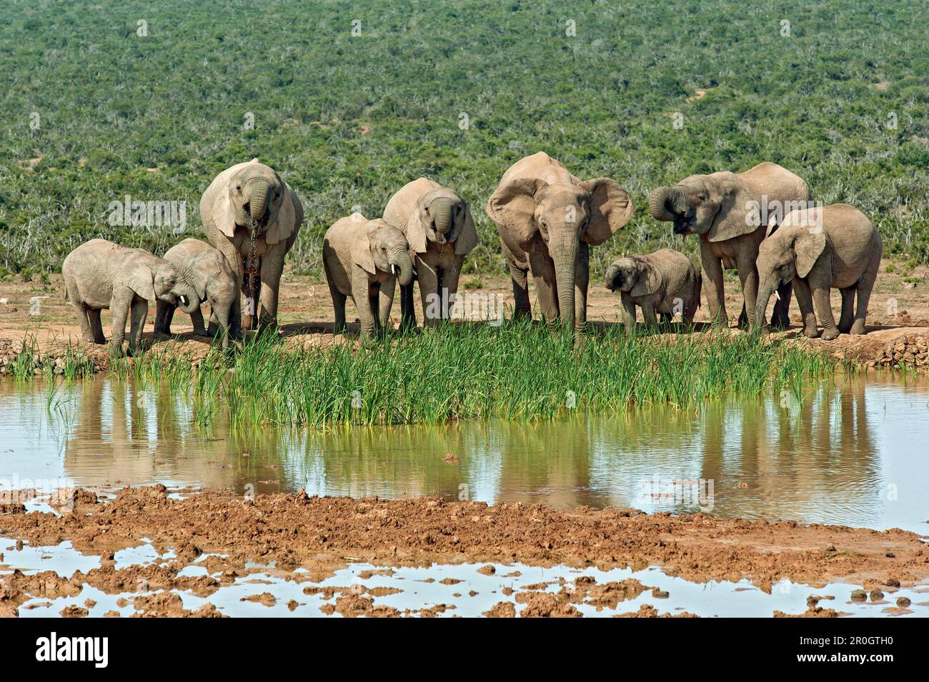 Elephants at the waterhole, Addo Elephant National Park, Eastern Cape ...