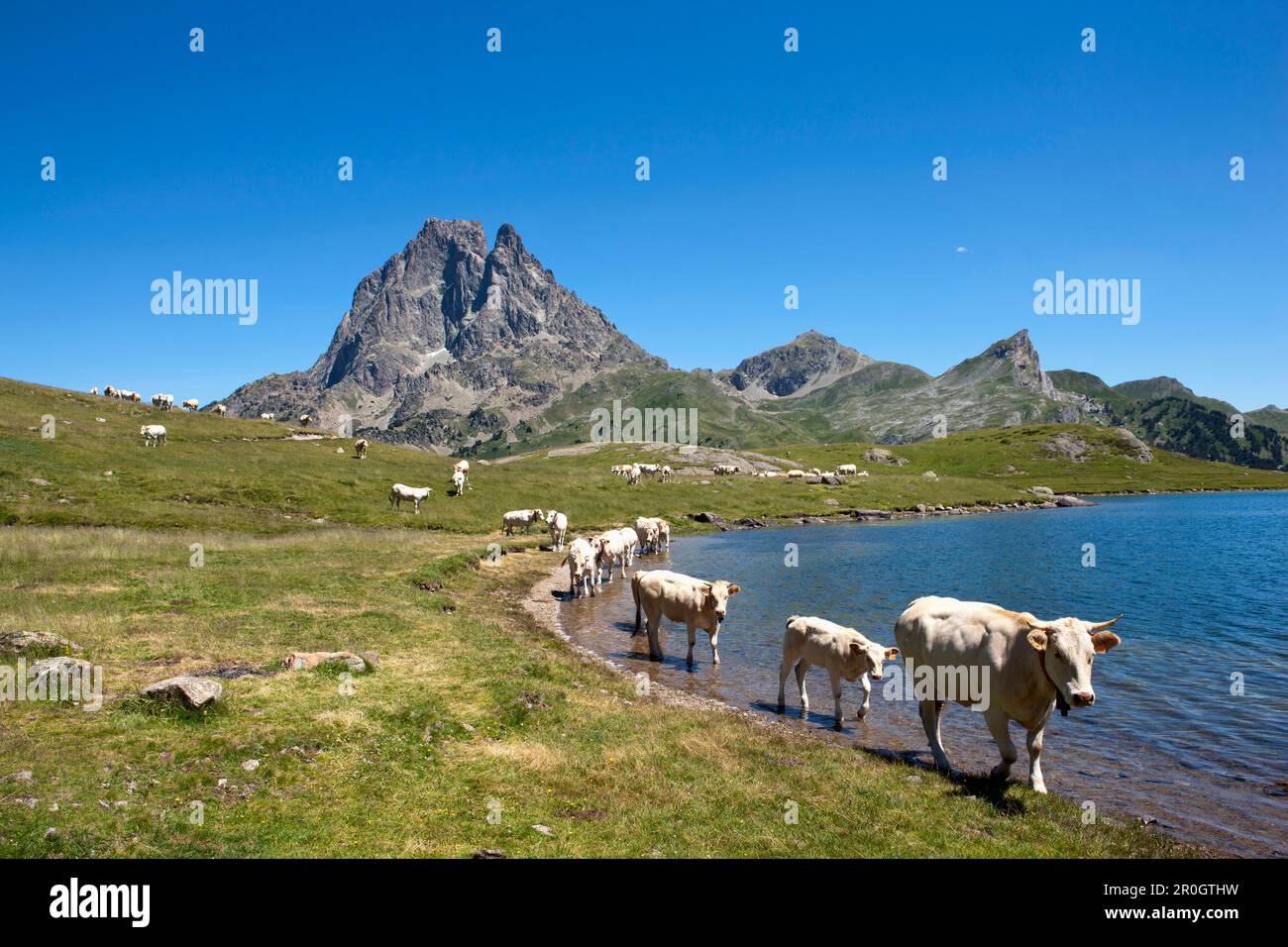 Herd of cattle at lake Lac Roumassot, Pic du Midi d'Ossau in background ...