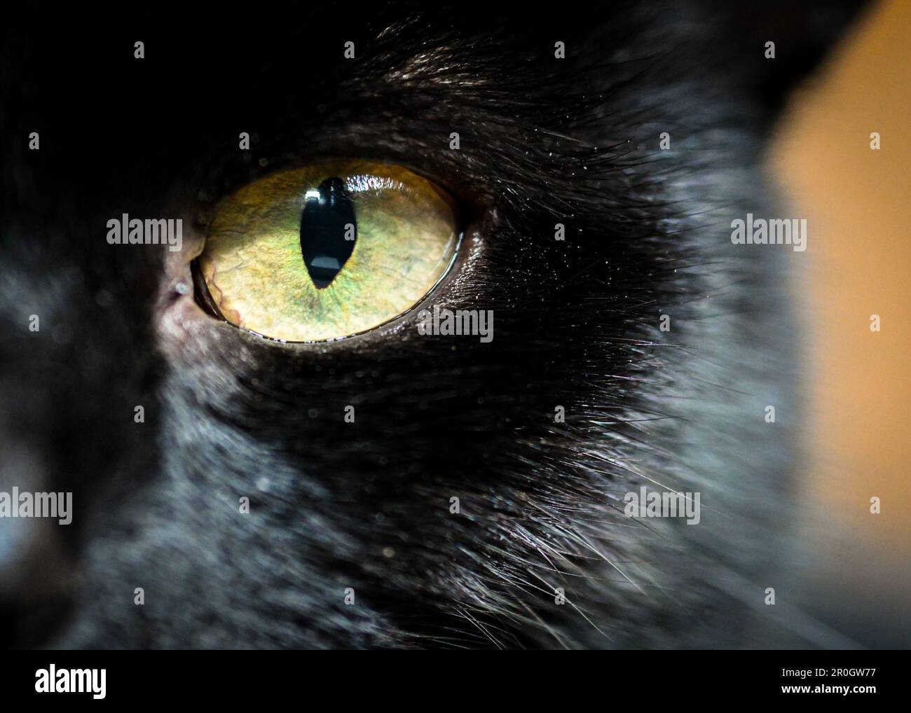 Black Hemingway cat, Thumbelina at her home in Salford, Greater ...