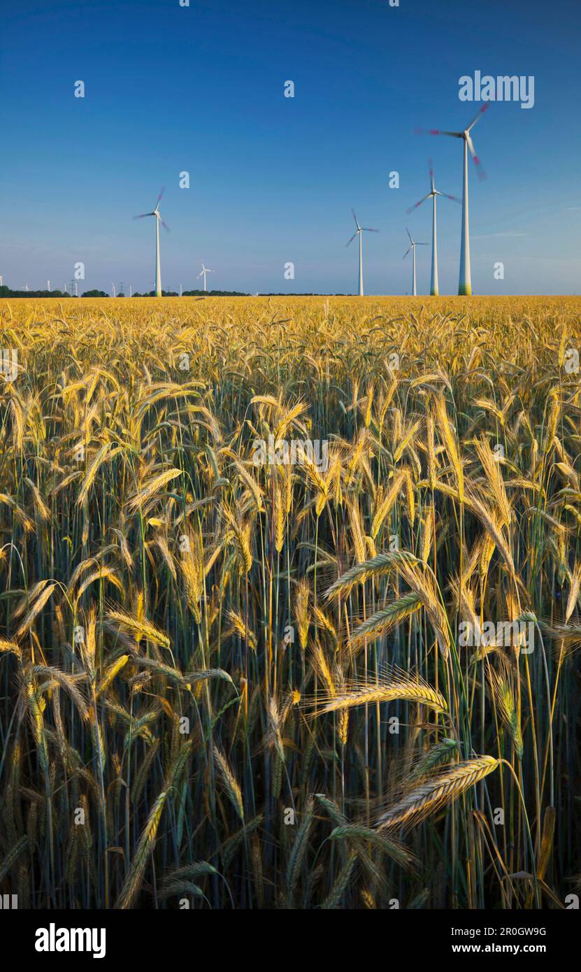 Wind turbines in a corn field, Wind energy, Lower Austria, Austria ...