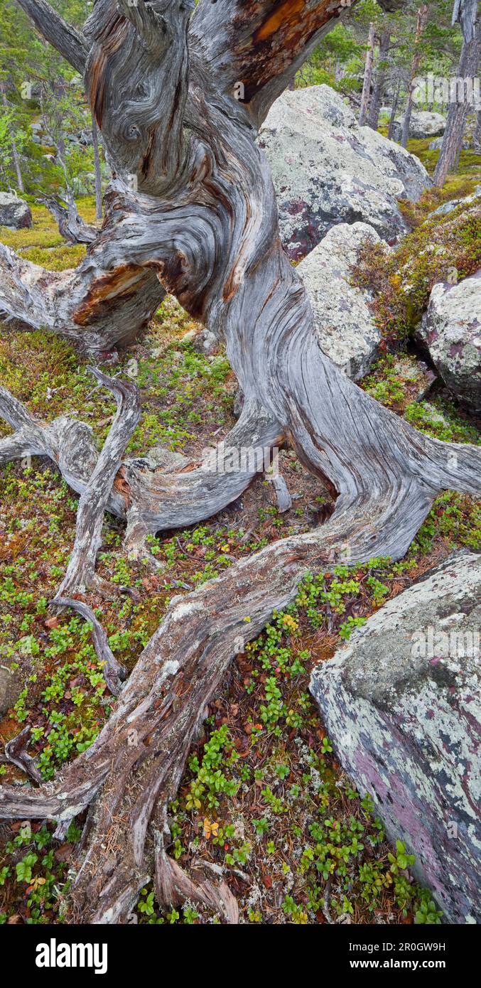 Old tree with twisted trunk, Stora Sjöfallet National Park Lappland ...