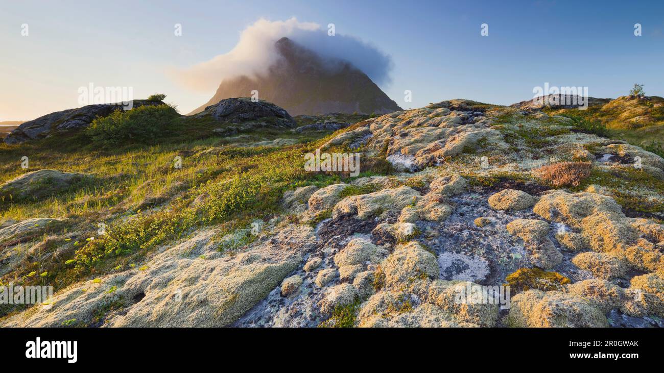 Mossy landscape, Hoven, Gimsoya, Lofoten, Nordland, Norway Stock Photo ...