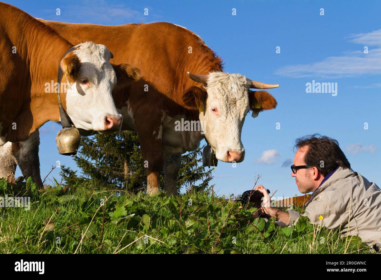 Photographer taking pictures of cows, Upper Bavaria, Germany, Europe ...