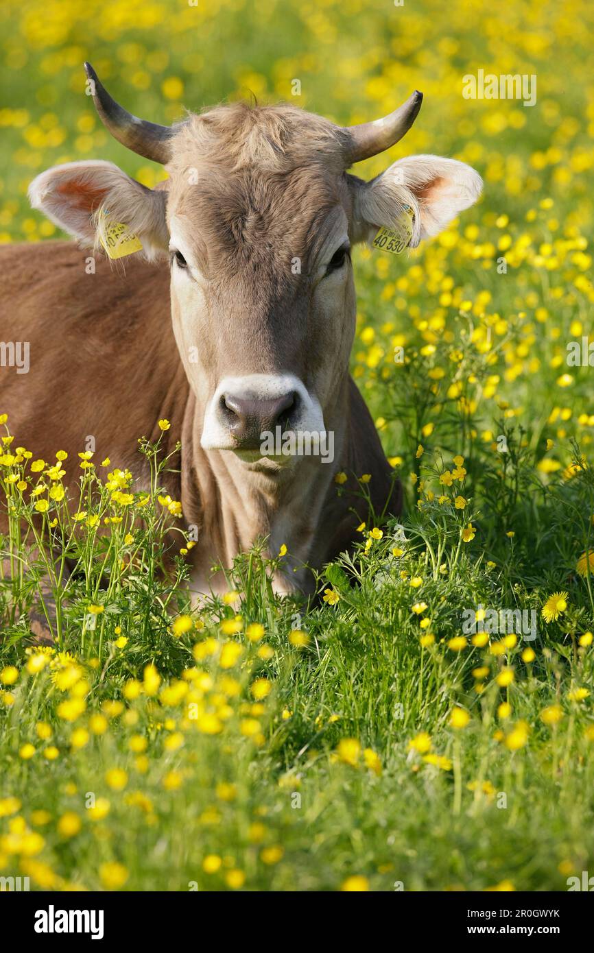 Young cow lying on a Spring meadow, Domestic cattle, Muensing, Bavaria ...