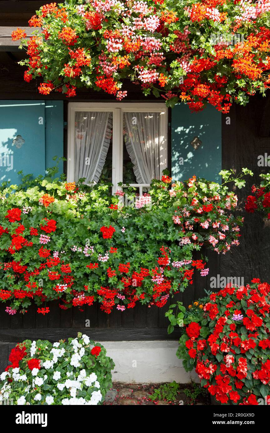 Traditional farmhouse with flower boxes in Glottertal, Black Forest ...