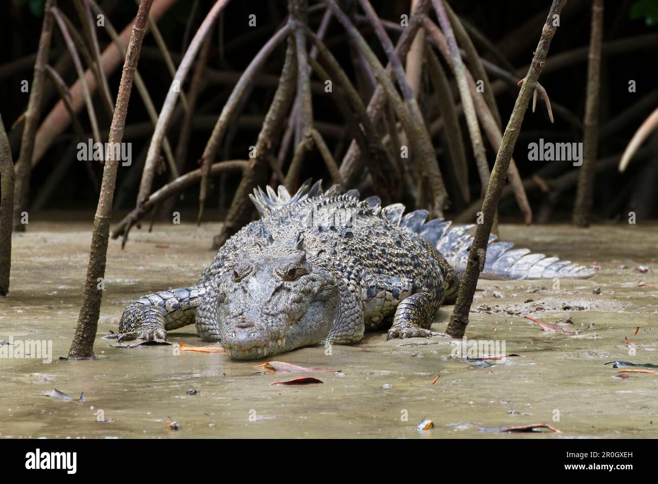 Estuarine Crocodile sunbathing amidst roots of mangroves, Crocodylus ...
