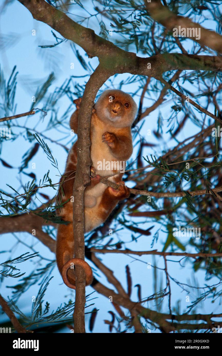 Common Spotted Cuscus in Tree, Spilocuscus maculatus, Cenderawasih Bay ...