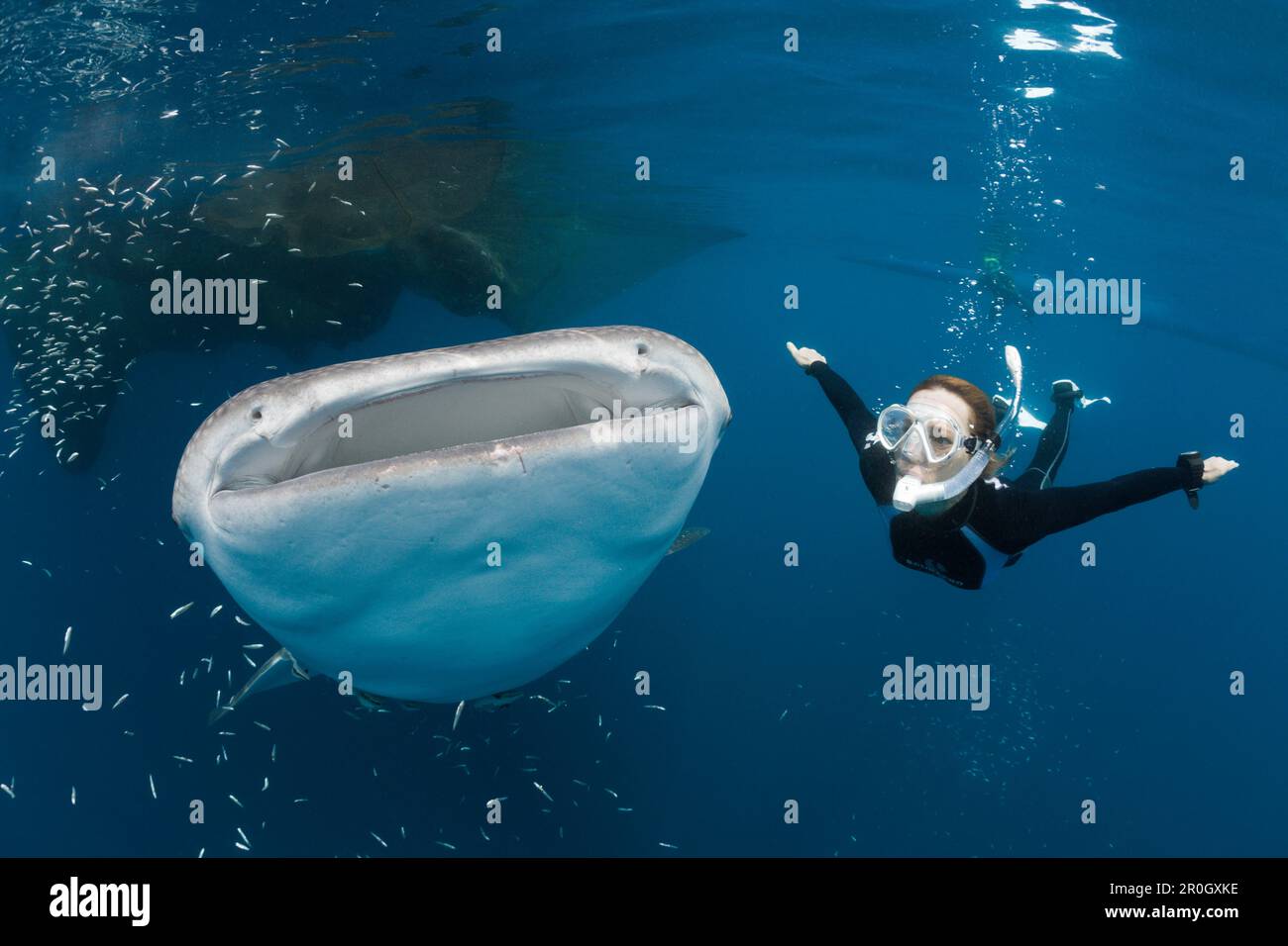 Whale Shark and Freediver, Rhincodon typus, Cenderawasih Bay, West ...