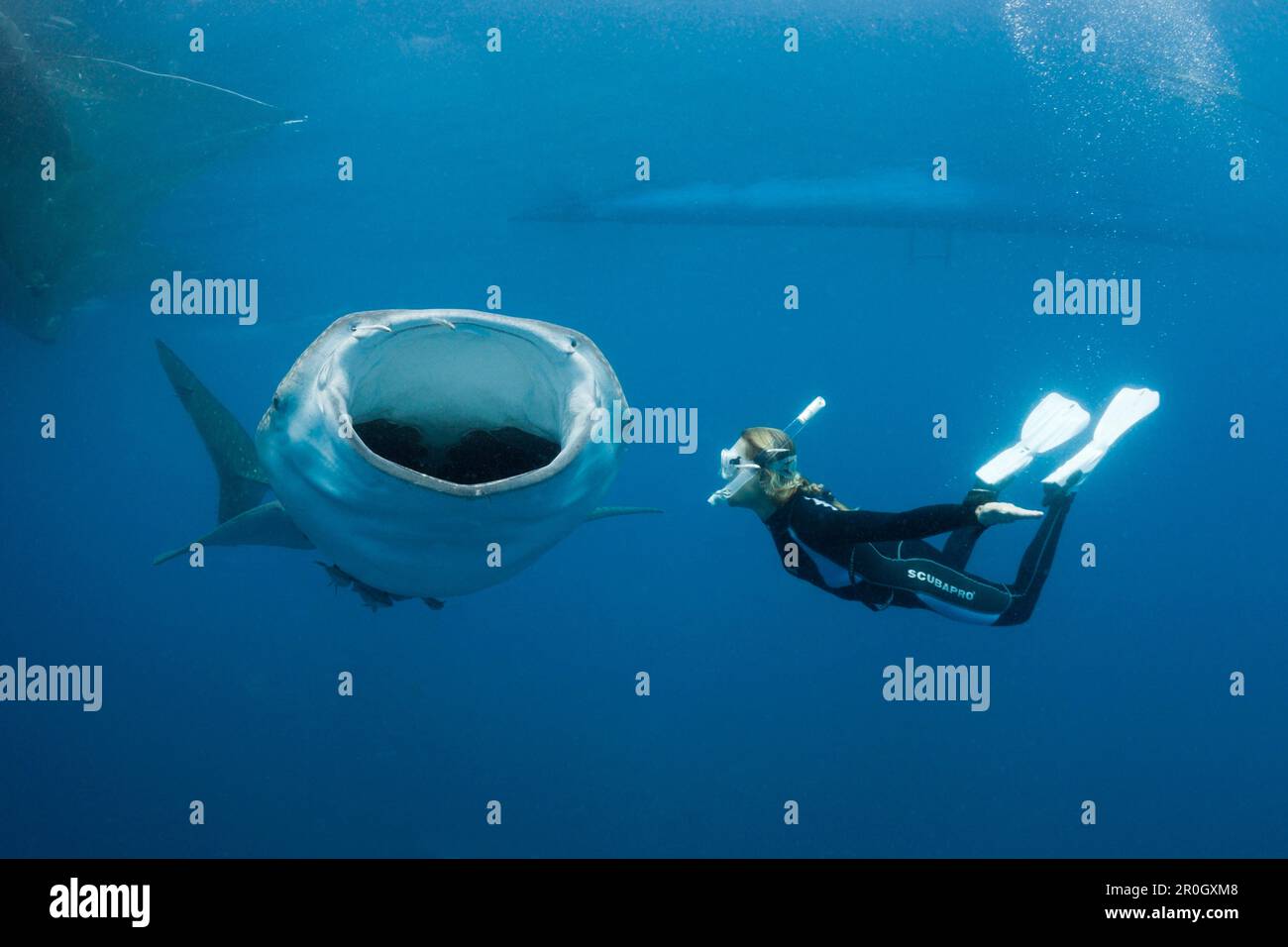 Whale Shark and Freediver, Rhincodon typus, Cenderawasih Bay, West ...