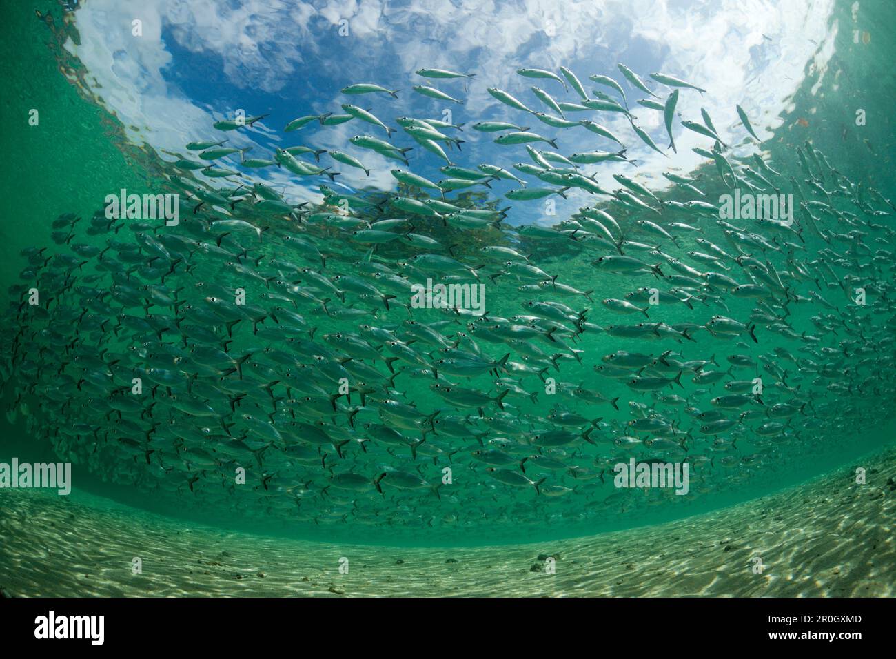 Shoal of Yellowstripe Scad in Lagoon of Ahe Island, Selaroides ...