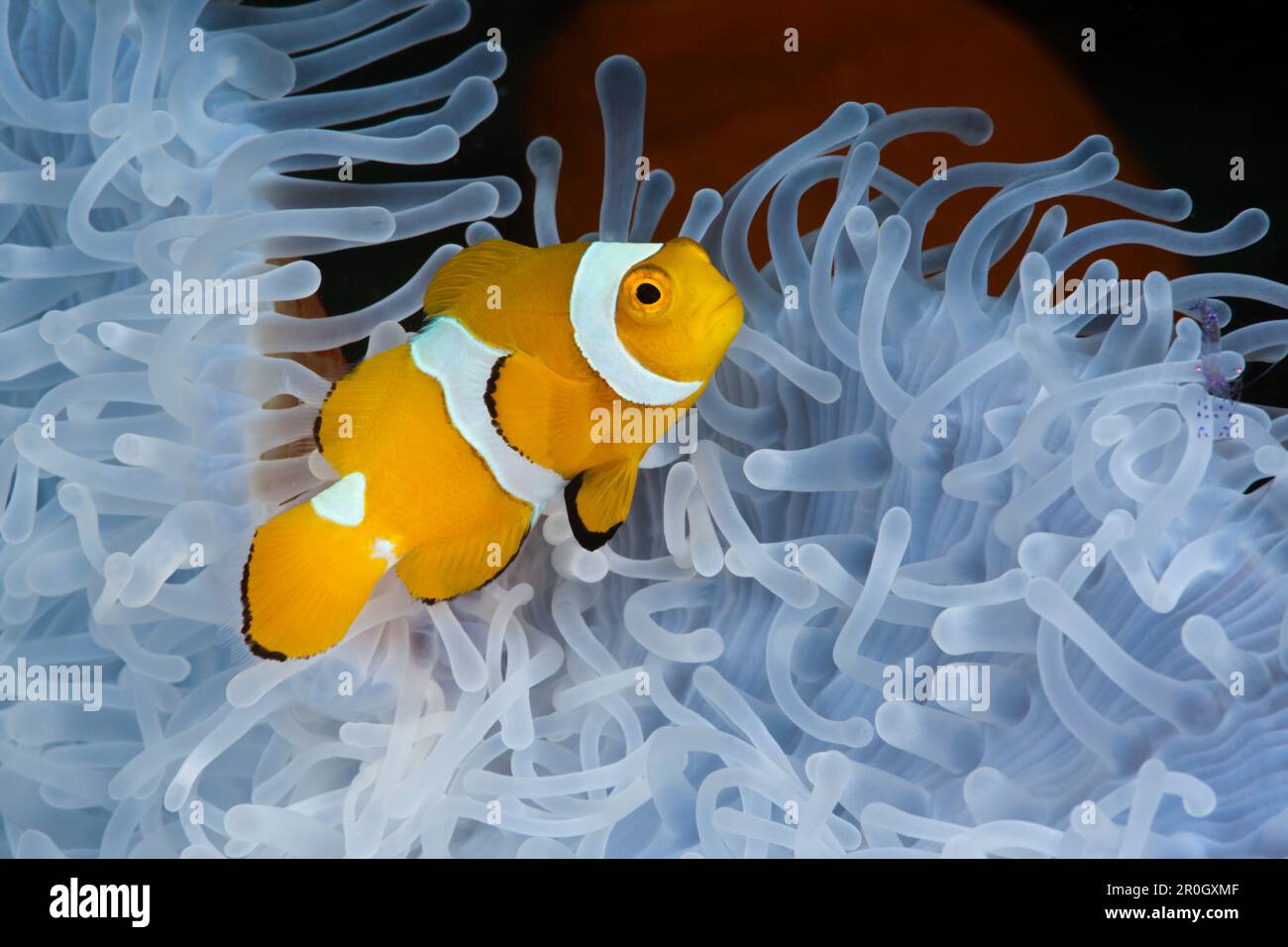 Juvenile Clown Anemonefish in bleached Sea Anemone, Amphiprion ...