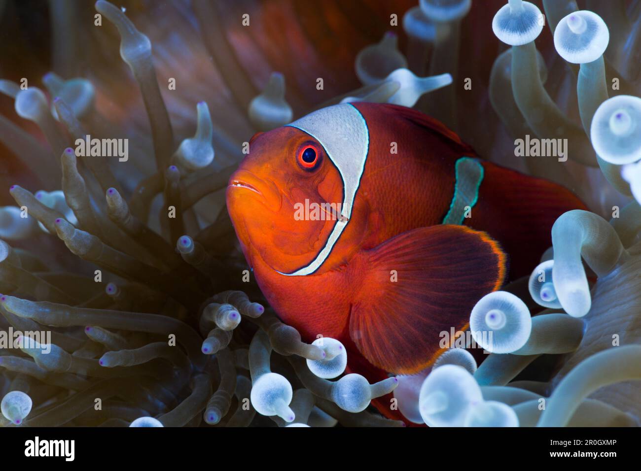 Point nemo hi-res stock photography and images - Alamy