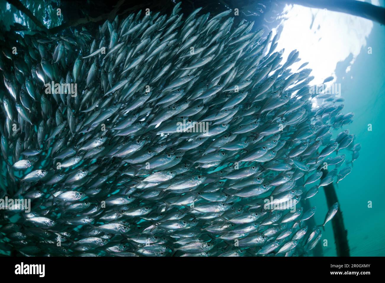Shoal of Yellowstripe Scad in Lagoon of Ahe Island, Selaroides ...