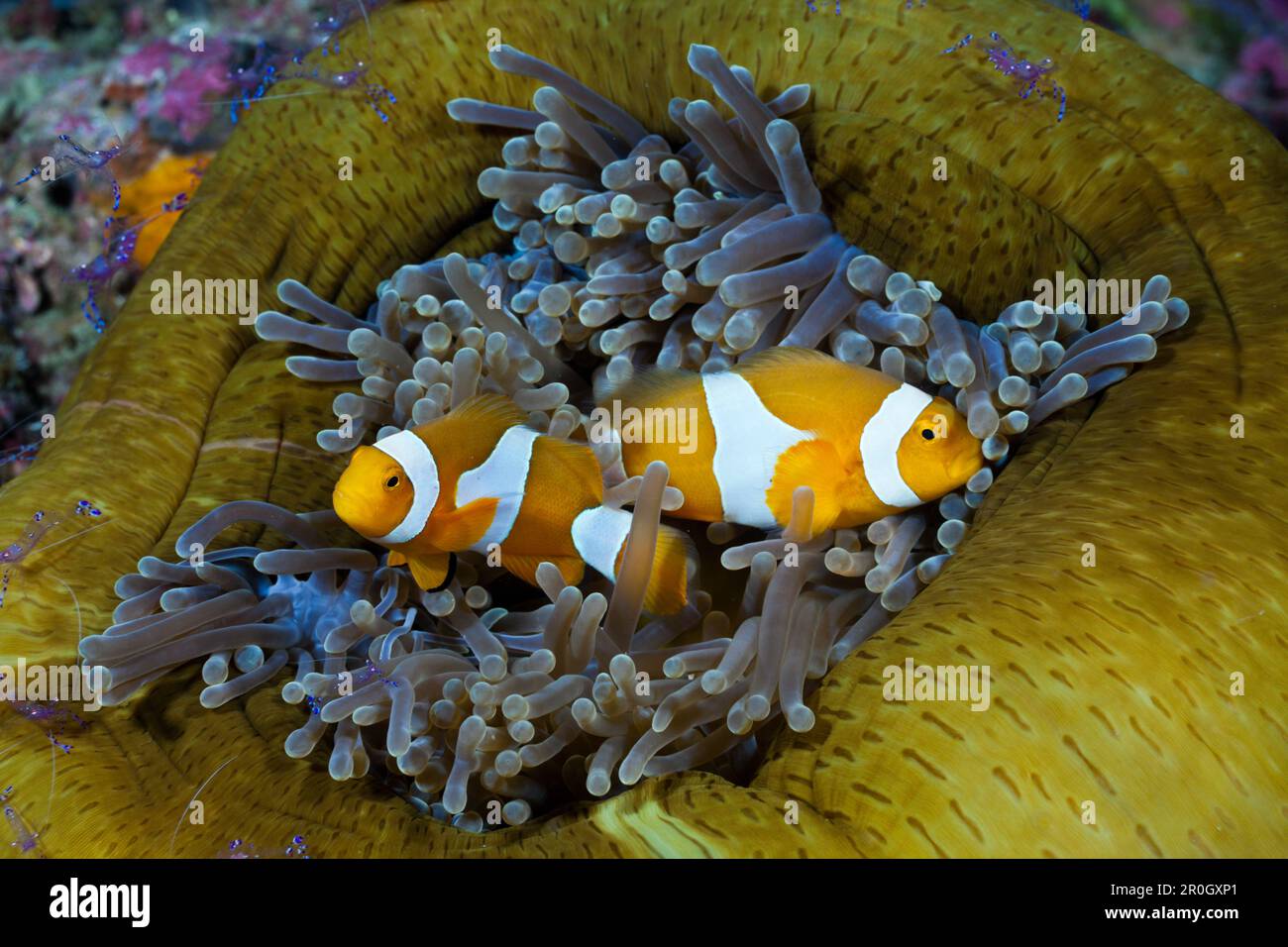 Clown Anemonefish in Magnificent Sea Anemone, Amphiprion ocellaris ...