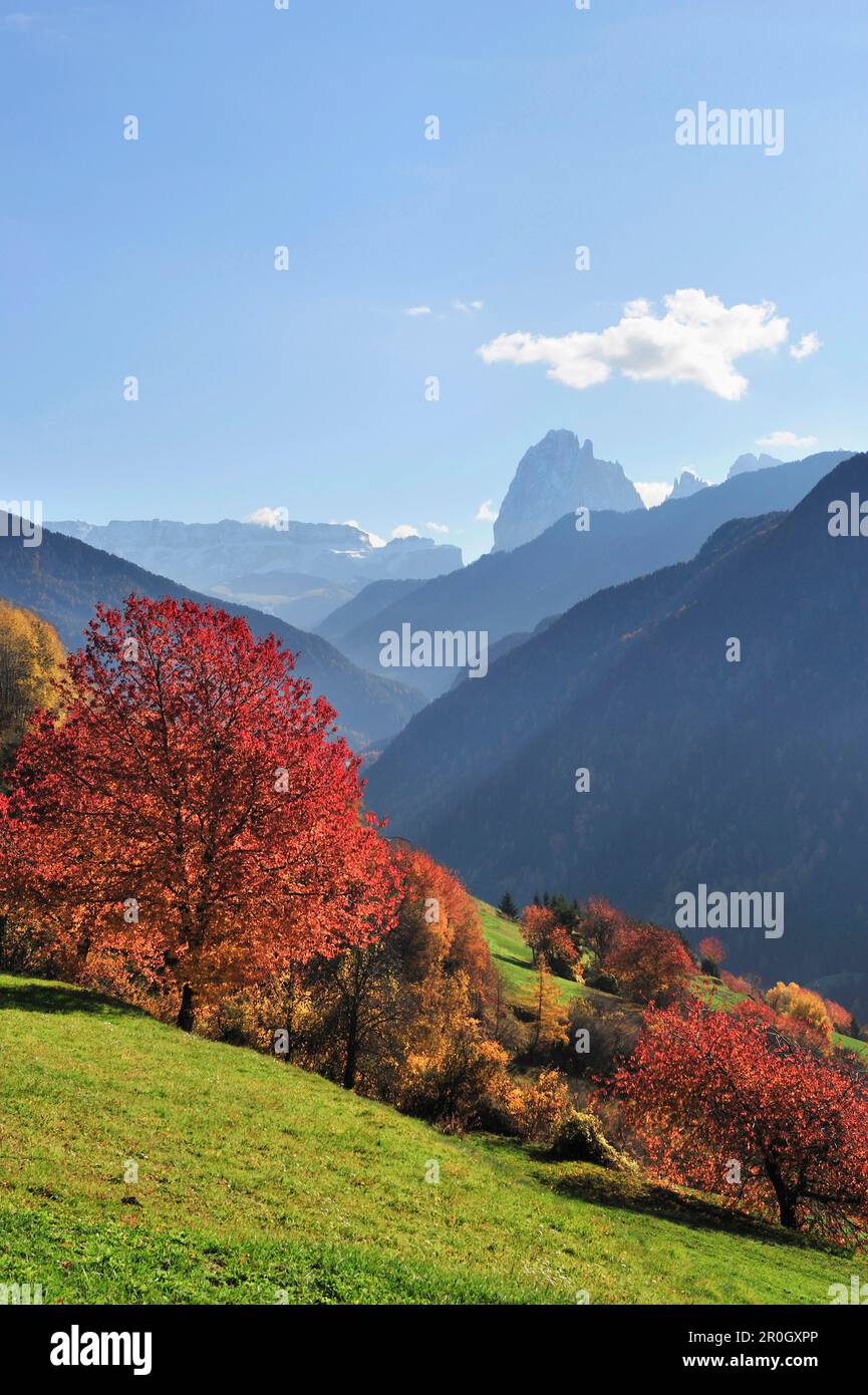 Fruit trees in autumn colours with Sella range and Langkofel range in ...