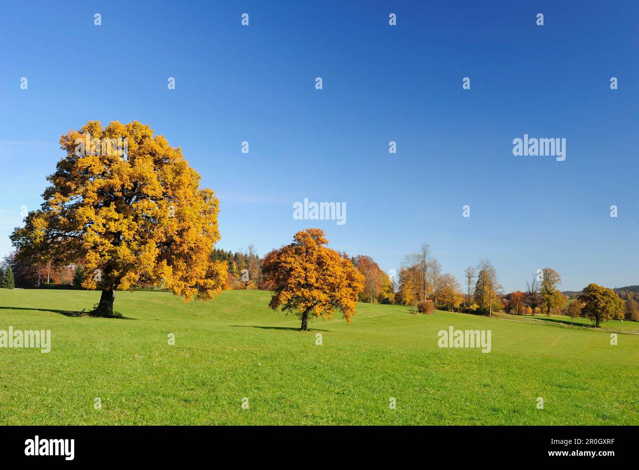 Oak trees in autumn colours, lake Tegernsee, Upper Bavaria, Bavaria ...