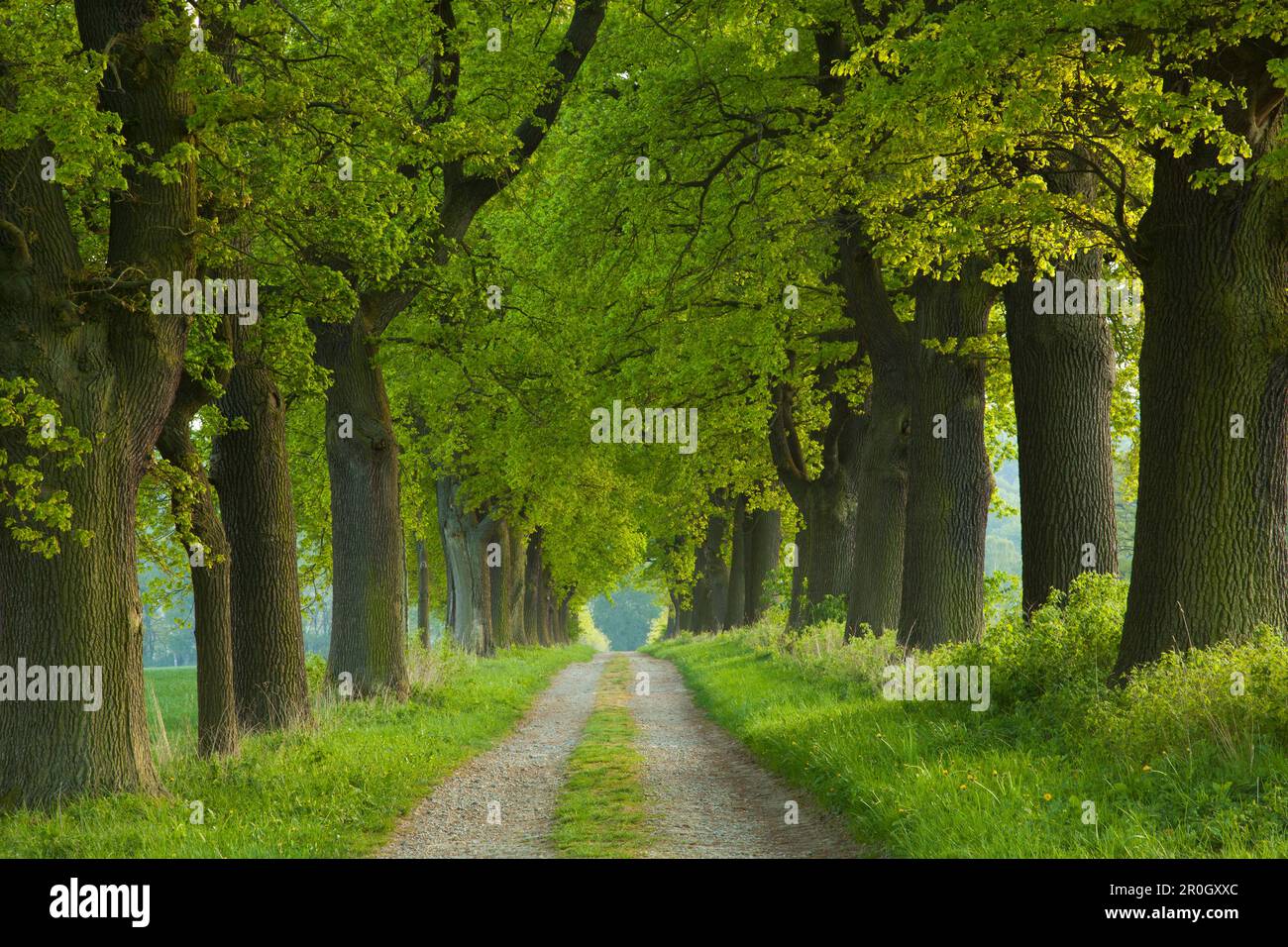 Oak alley in idyllic landscape, Hofgeismar, Hesse, Germany, Europe ...