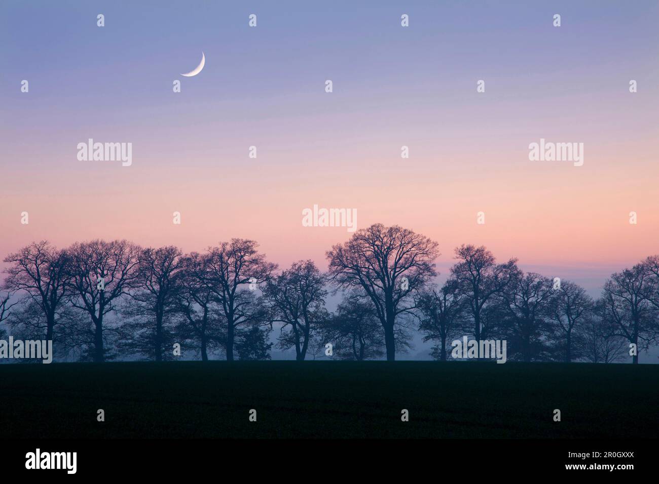 Trees with crescent moon Stock Photo - Alamy