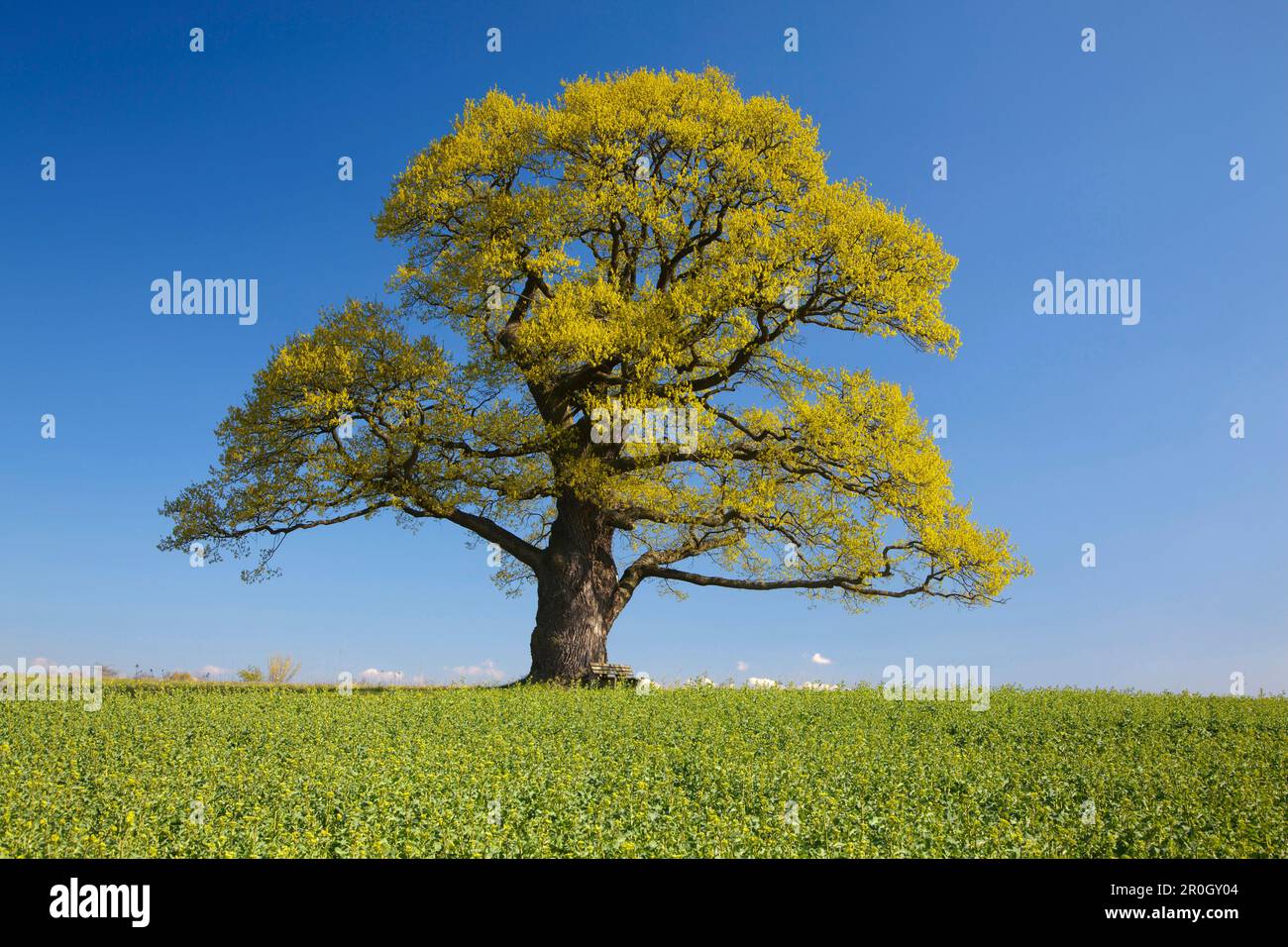 Old oak tree at Habichtswald nature park, Hesse, Germany, Europe Stock ...