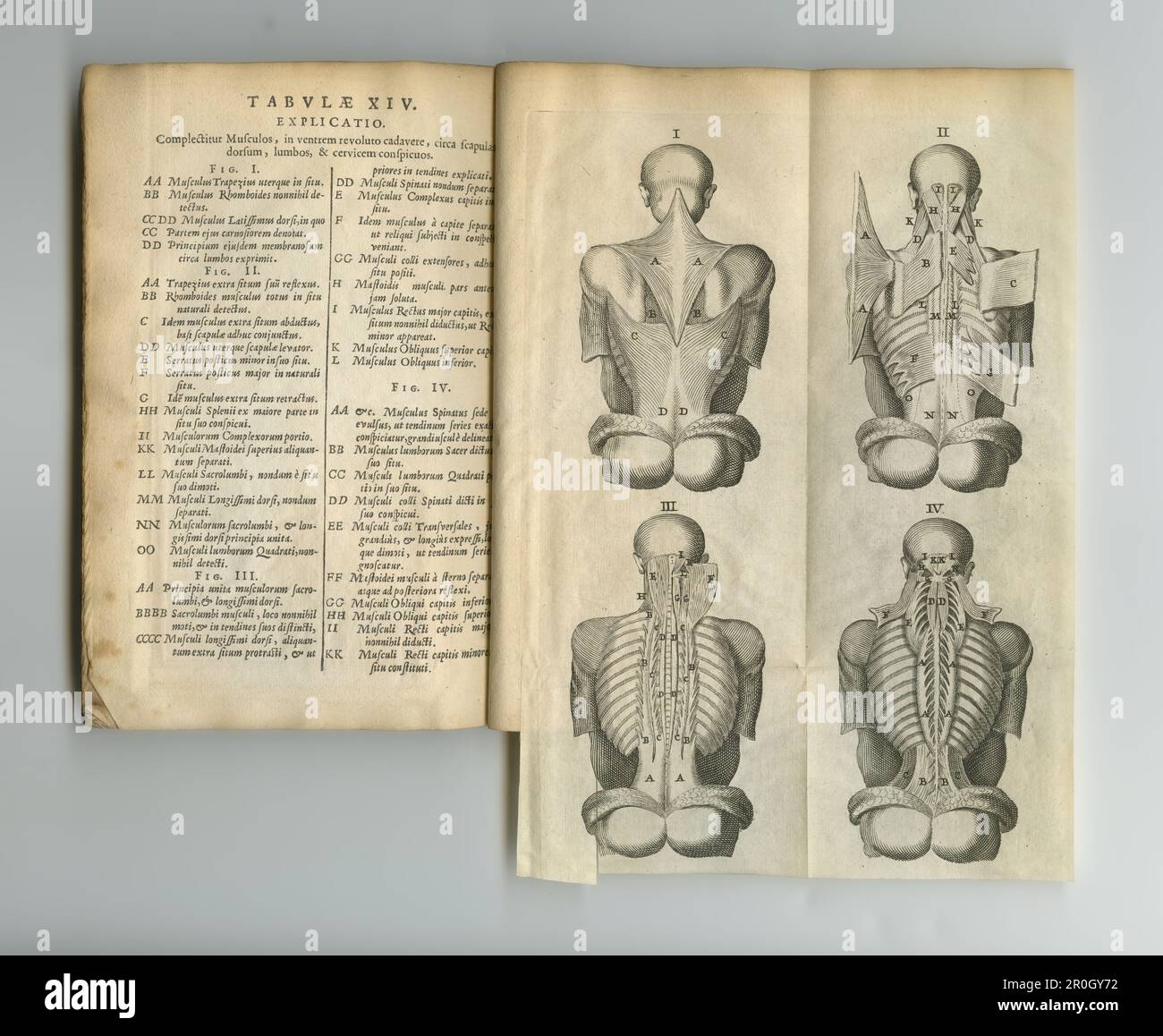 Rustic medical pages. An old anatomy book with its pages on display ...