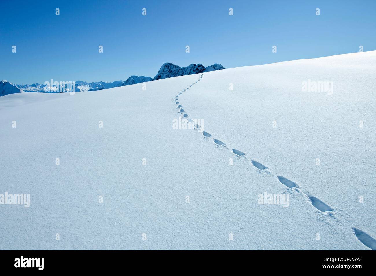 Snowshoe tracks on Zugspitzplatt, Upper Bavaria, Germany Stock Photo ...