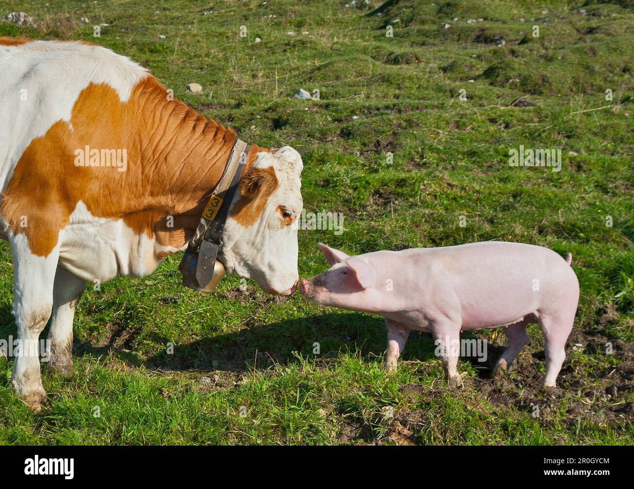 Cattle and pig on meadow, Hofbauern-Alm, Kampenwand, Chiemgau, Upper ...