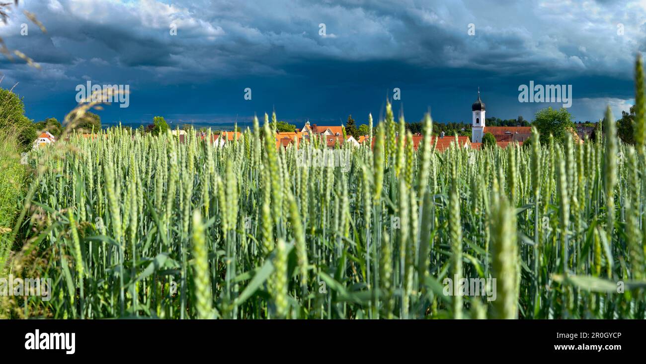 Thunder clouds above grain field, Utting, lake Ammersee, Upper Bavaria ...
