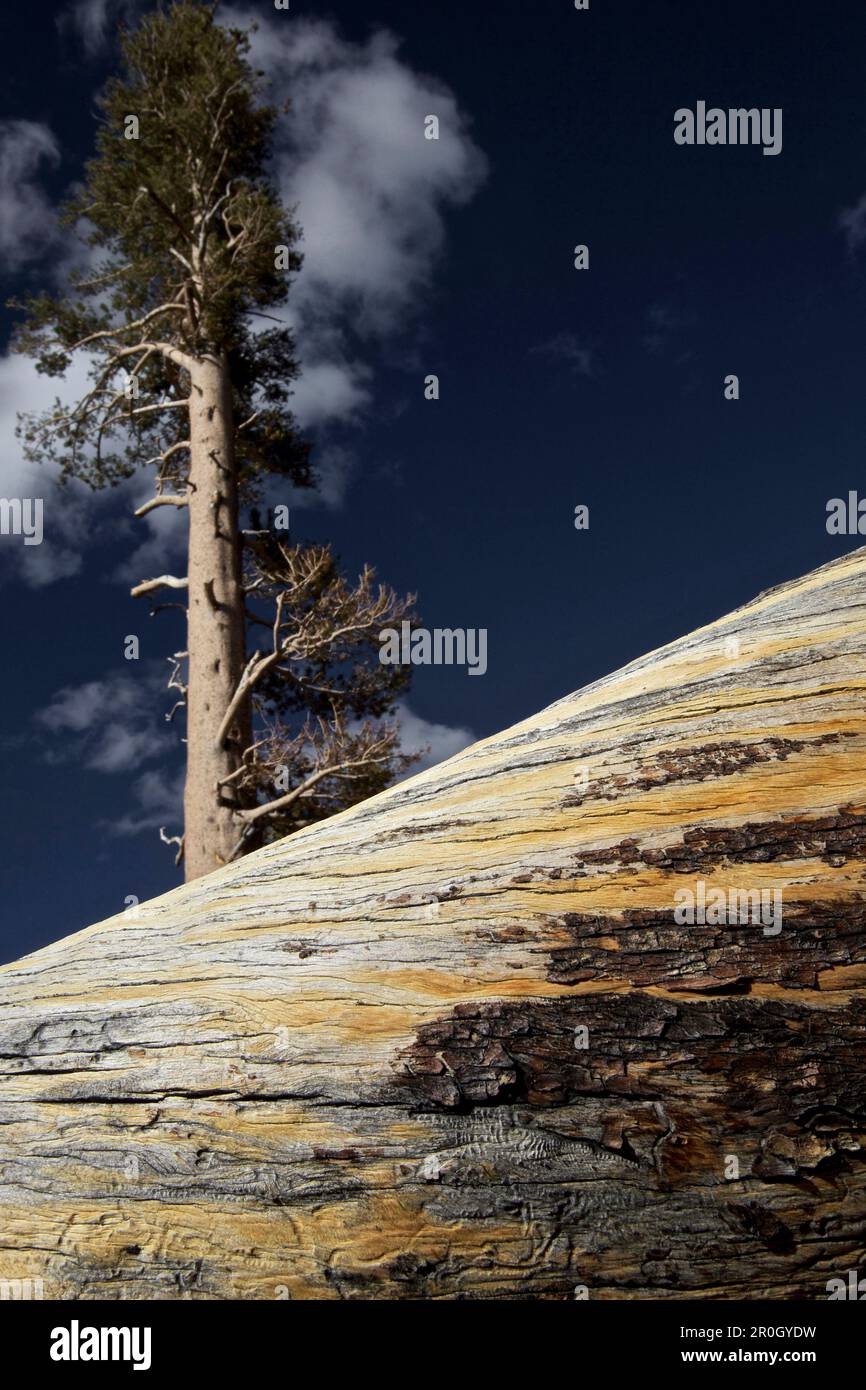 Giant tree in the Tioga Pass area, Yosemite National Park, California ...