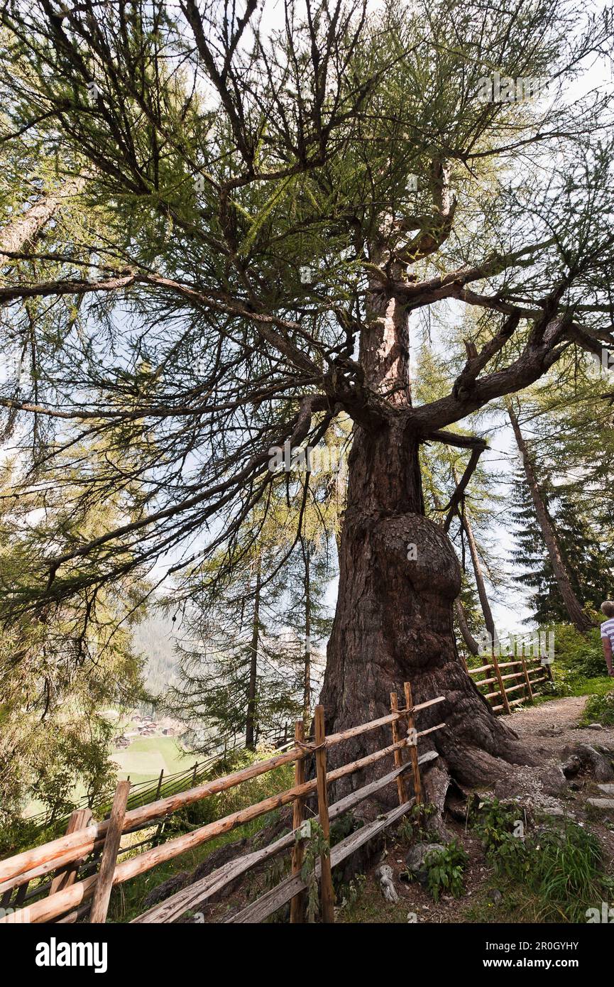 Old larch tree hi-res stock photography and images - Alamy