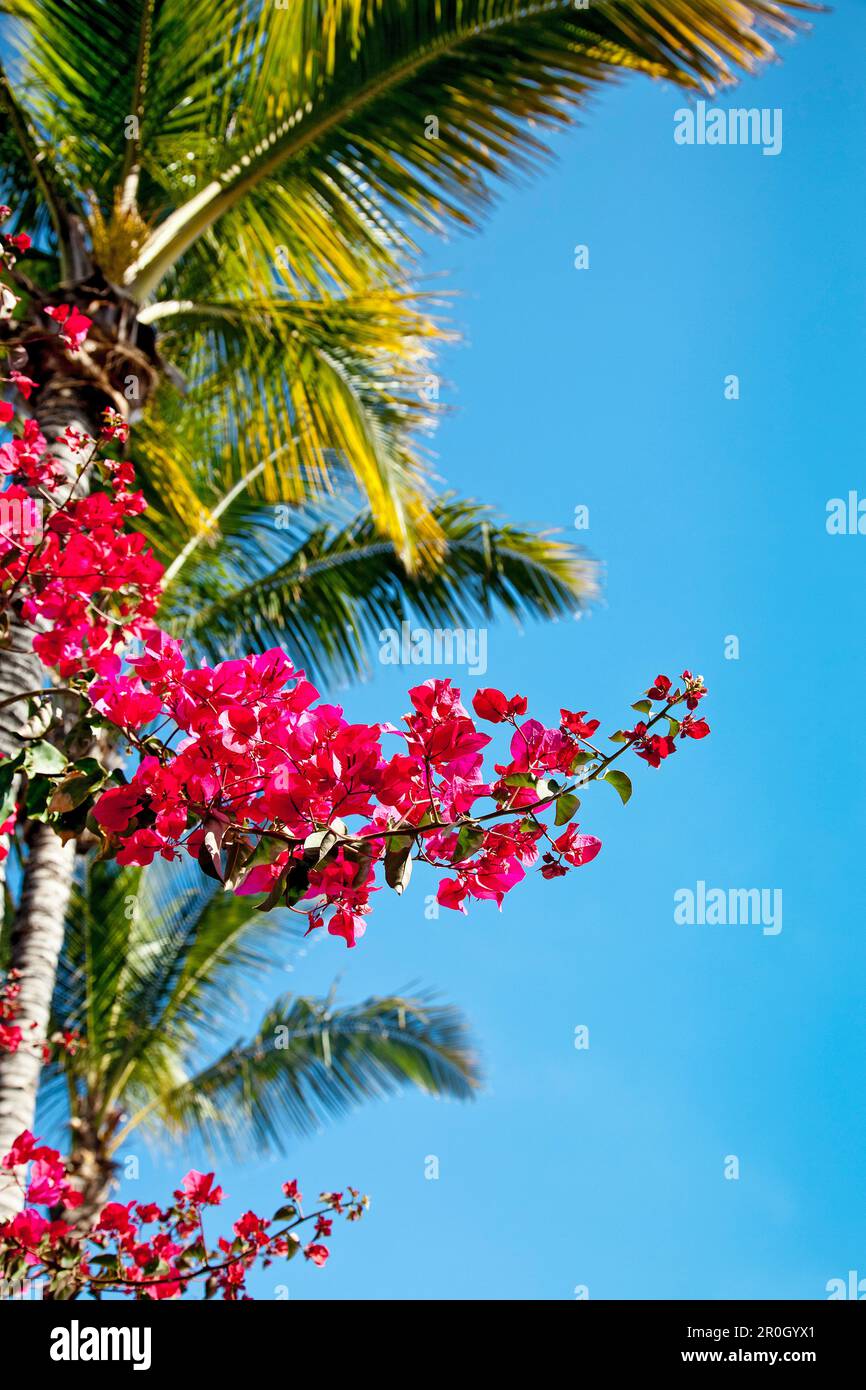 Bougainvillea and palm tree, Gran Canaria, Canary Islands, Spain Stock ...