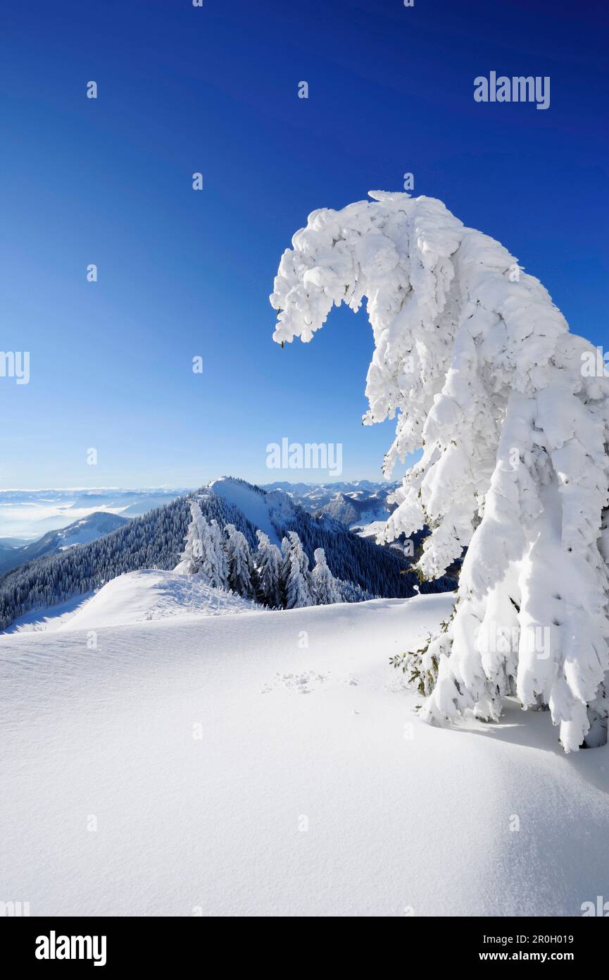 Snow-covered fir trees with mountain range in the background, Hochries ...