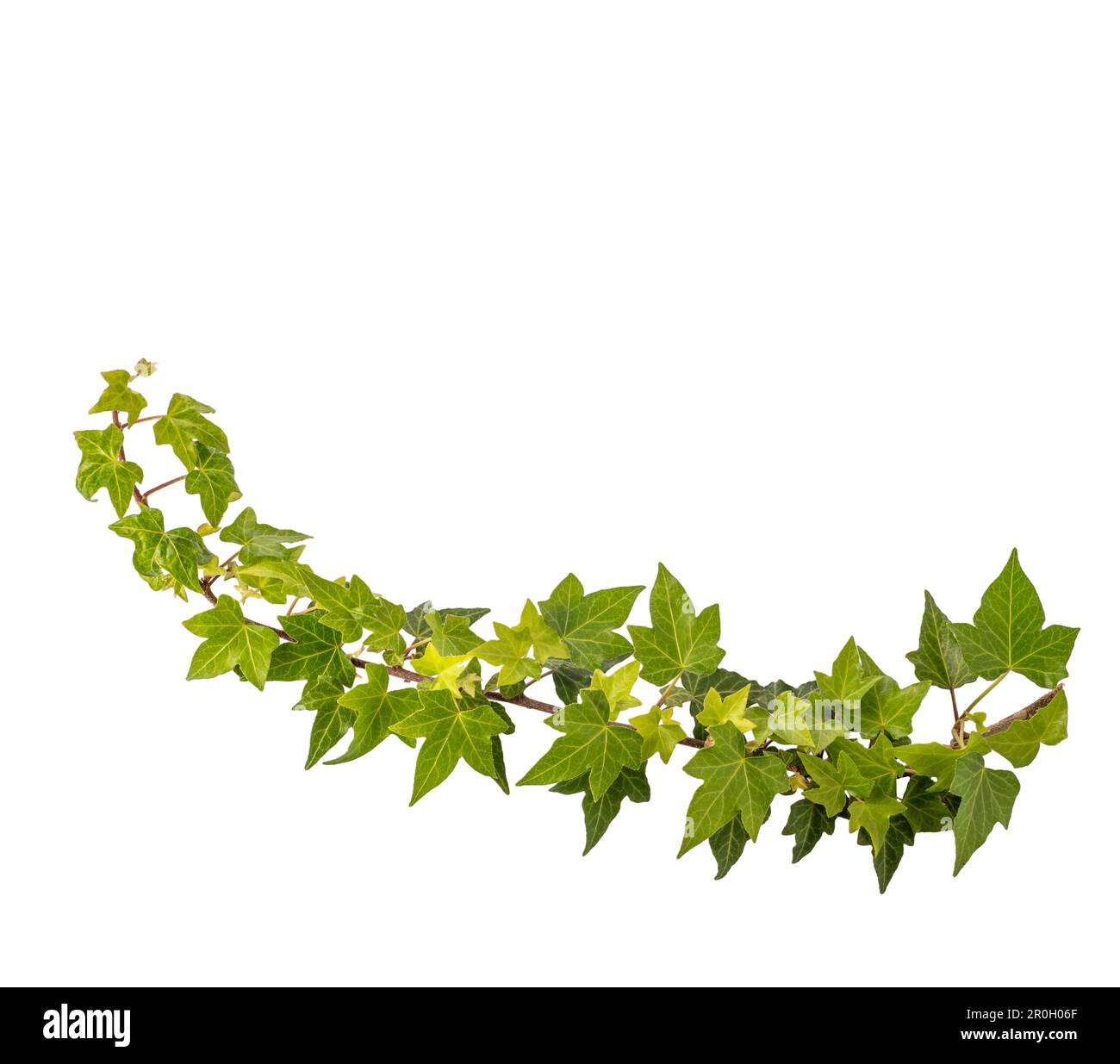Ivy branch isolated on white with copy space and clipping path included ...